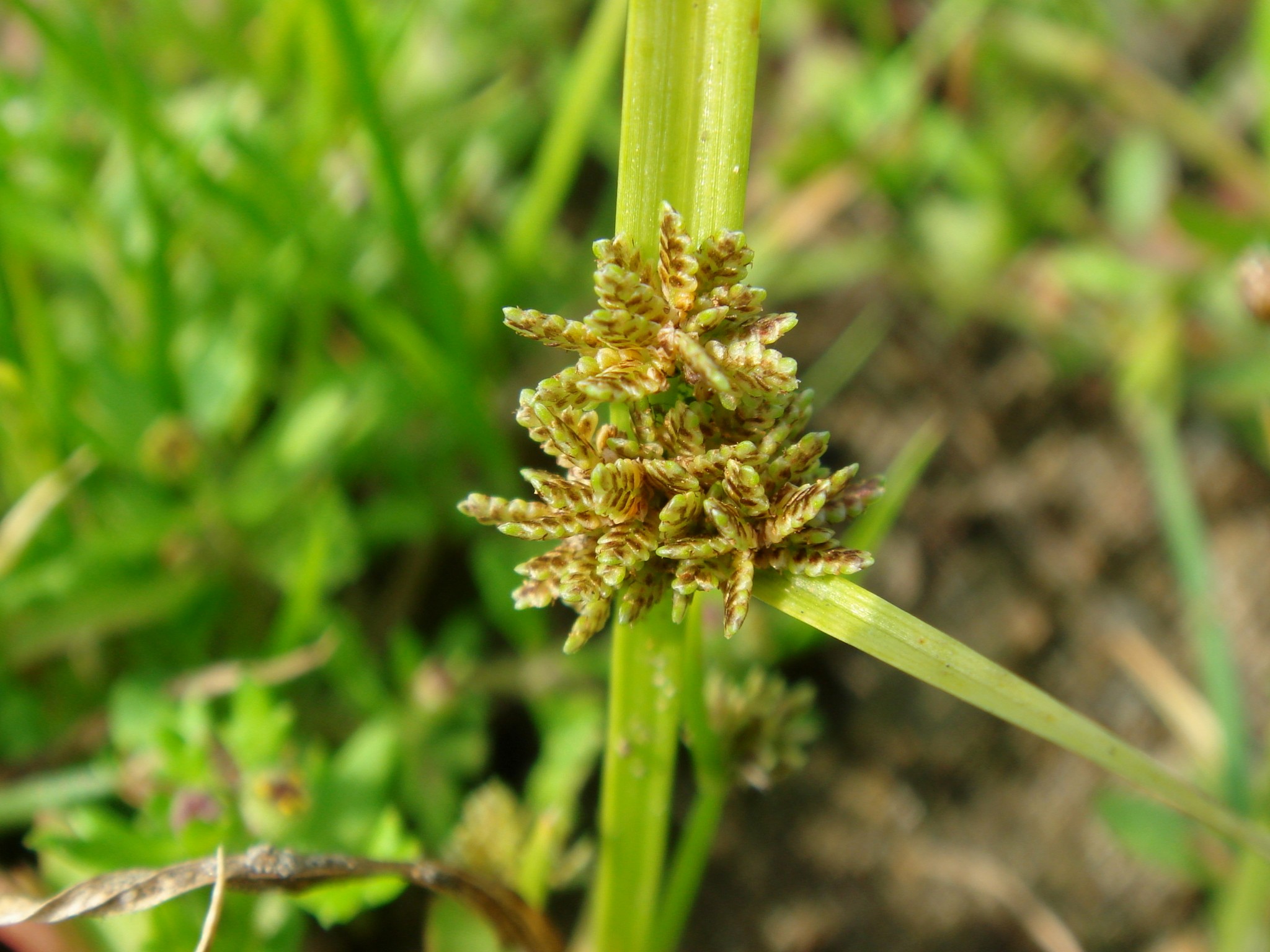 Cyperus Difformis